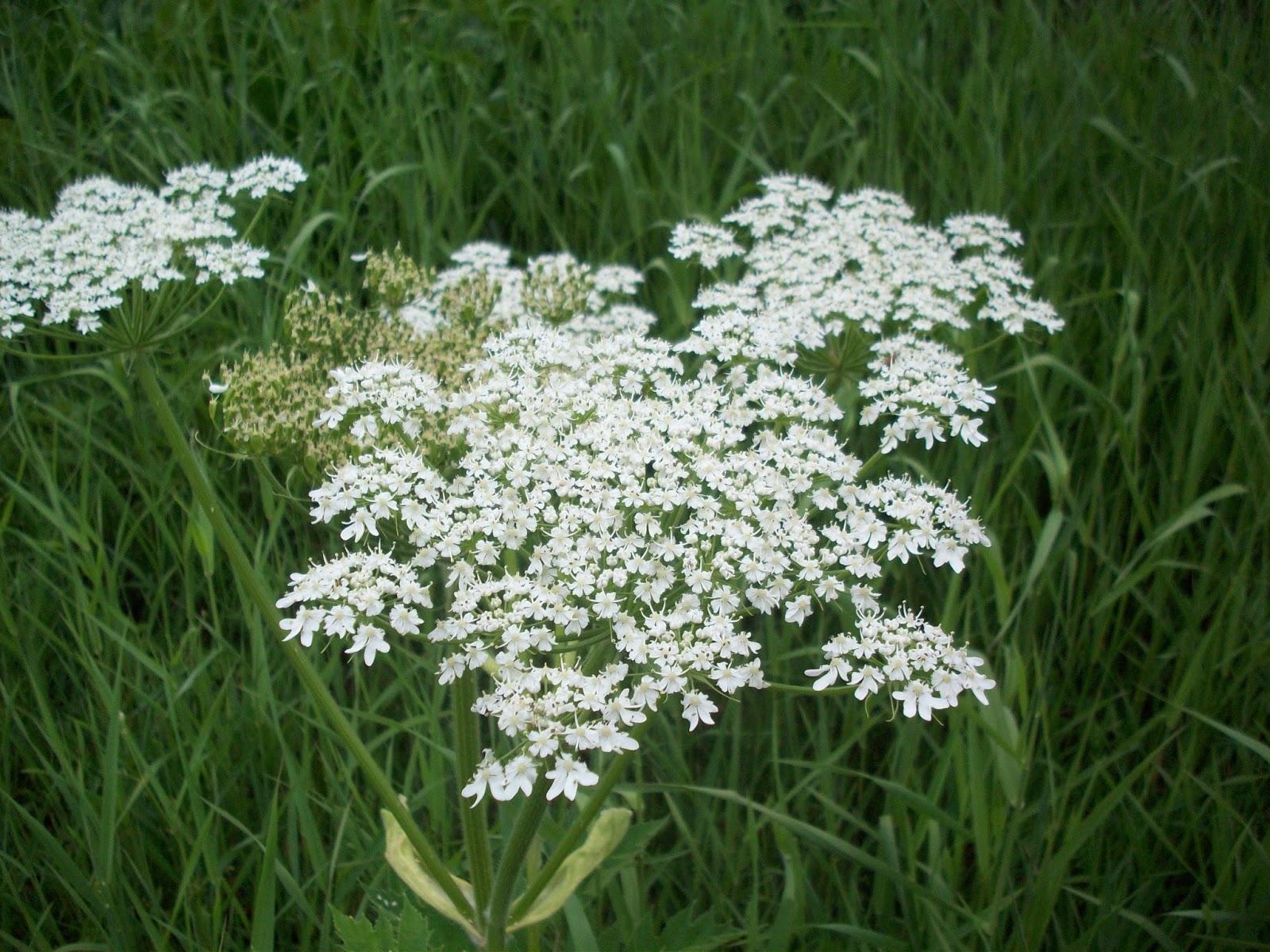 An Impartation of Color: Cow Parsnip - Heracleum maxima