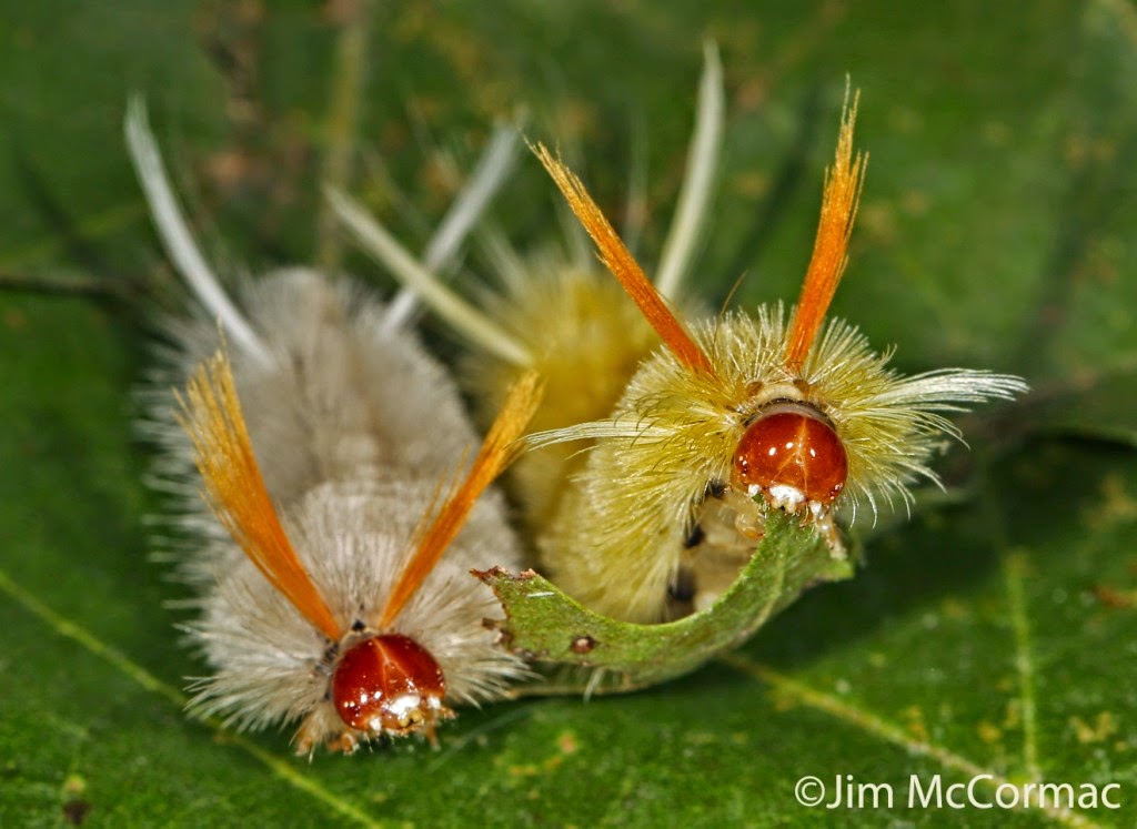 Ohio Birds and Biodiversity: Sycamore Tussock Moth caterpillars