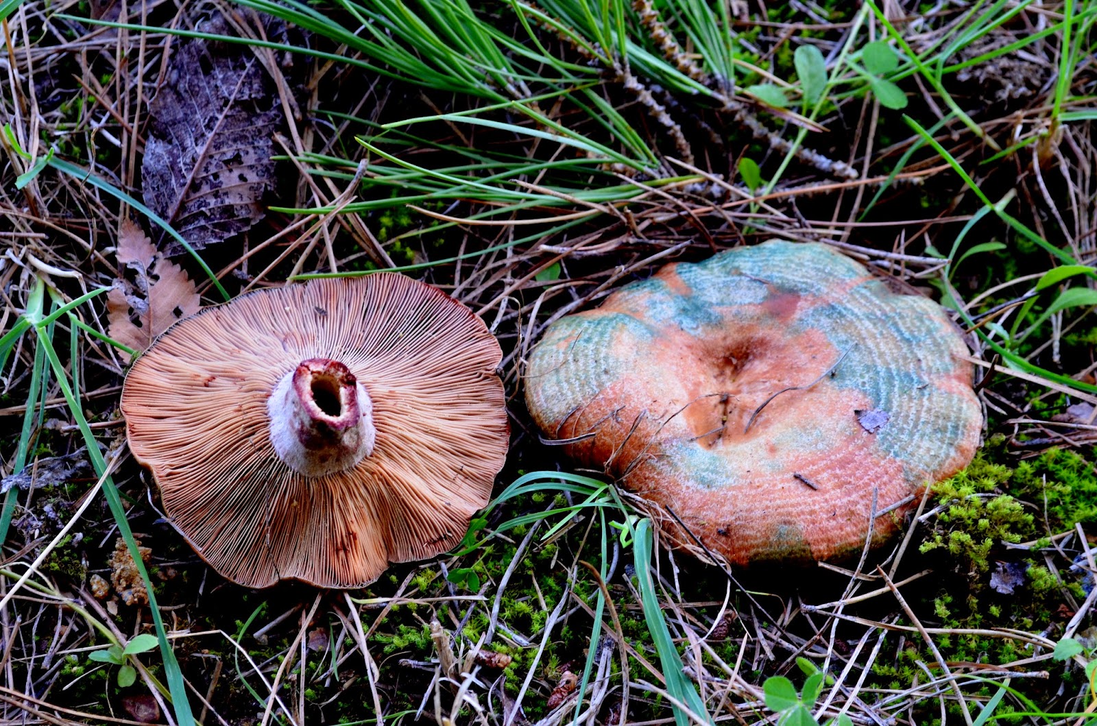 Setas Extremadura : Lactarius Vinosus