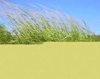 Makalah: Rumput Benggala (Panicum maximum) | Pet014