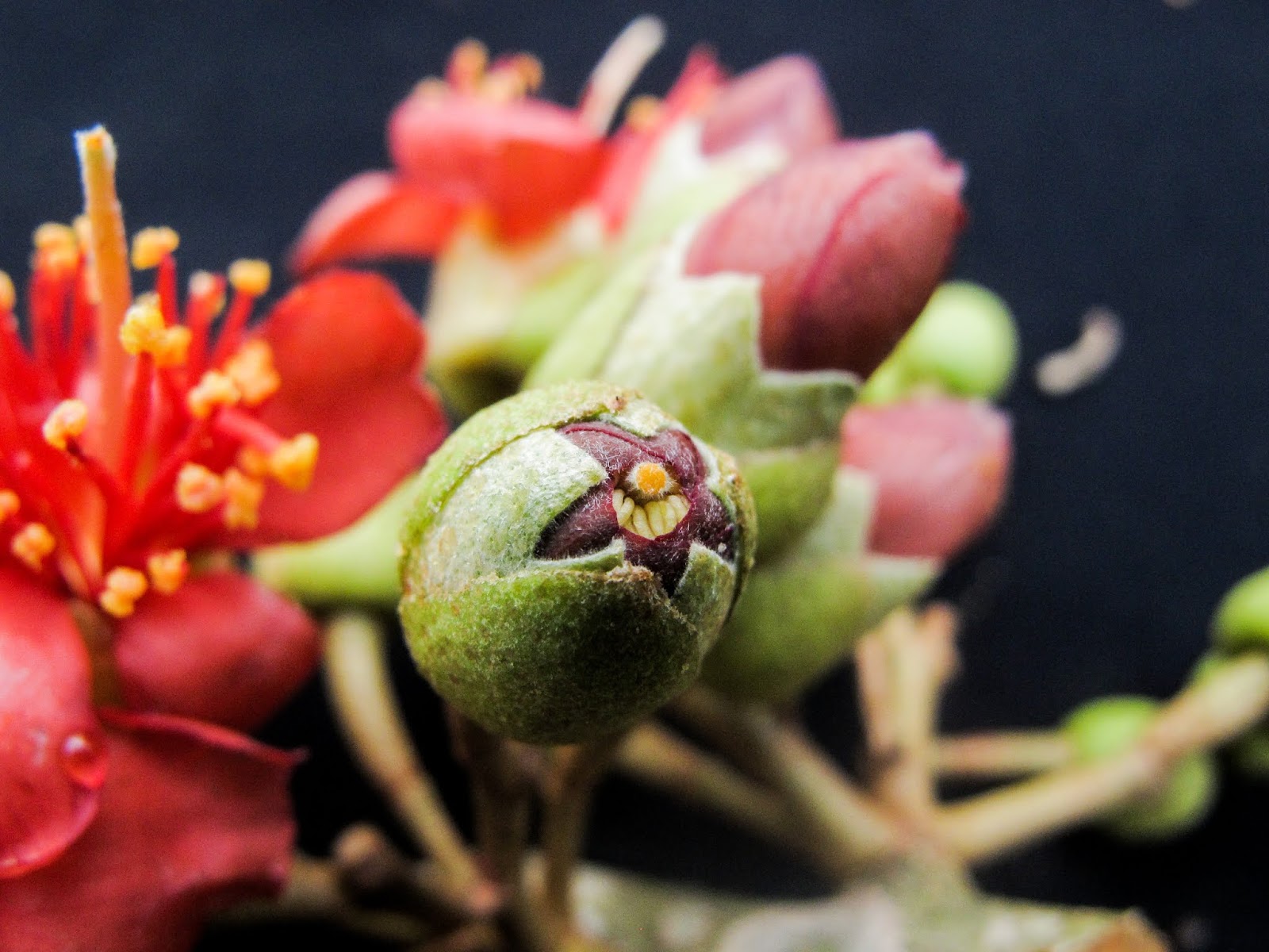 Earth and Space News: Durio Lowianus Botanical Illustrations: Leaf ...