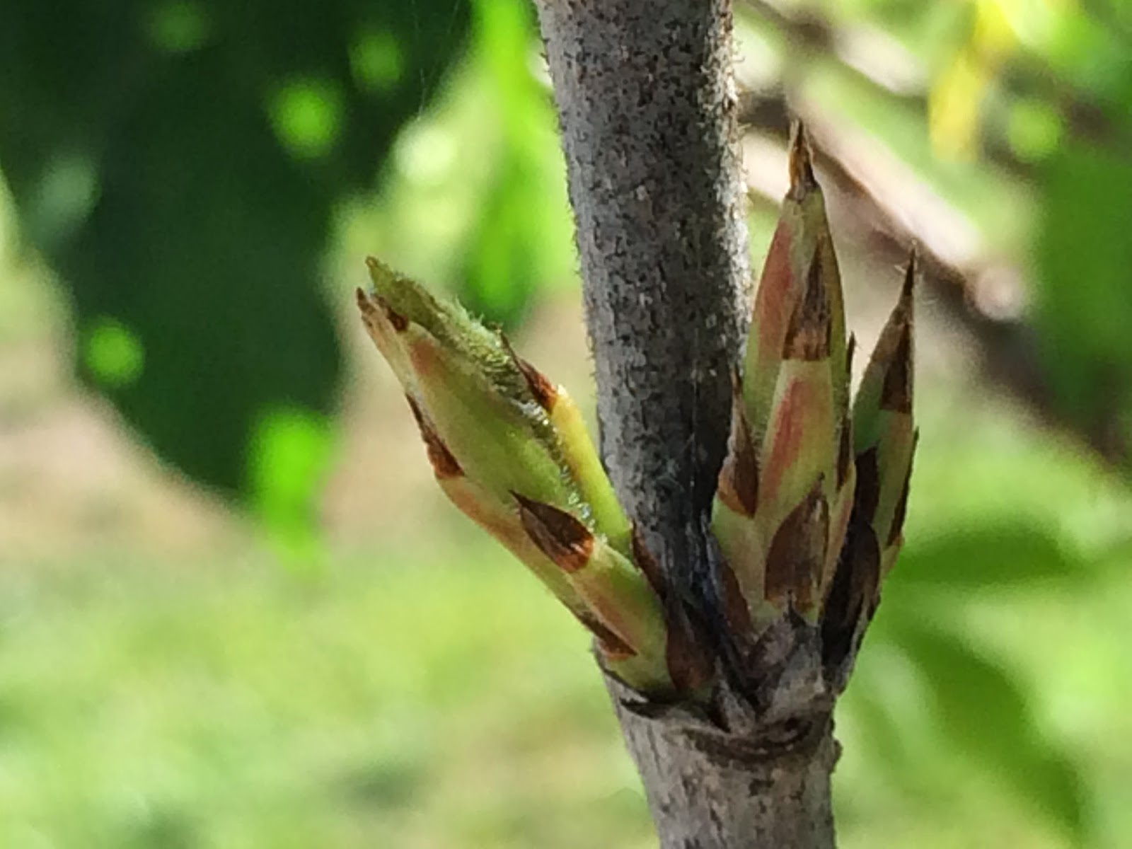 Trees of Santa Cruz County: Acer triflorum - Three-flowered maple