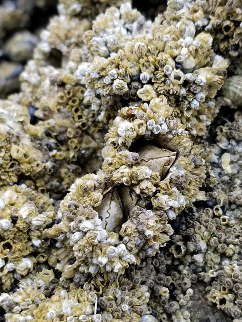 Del Albright: OREGON TIDE POOLS