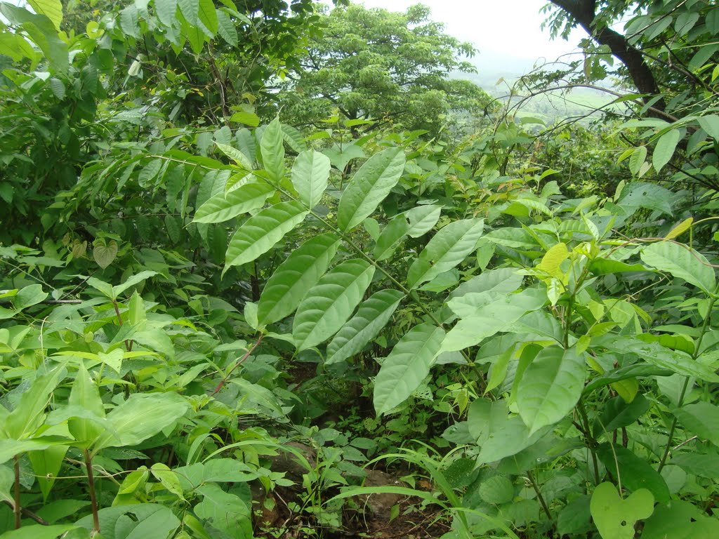 Trekking In Maharashtra: Songiri Fort a.k.a Palasdari Fort (किल्ले ...