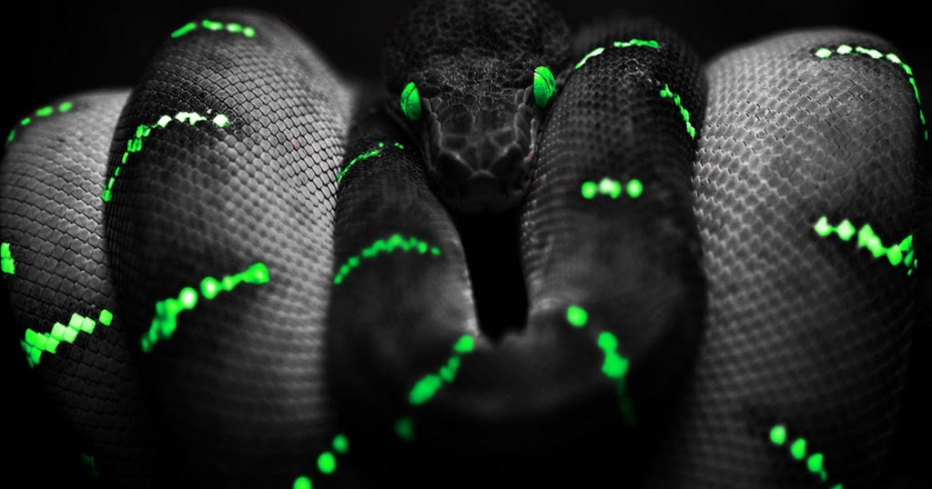Desktop Python Snakes HD Wallpapers | Fog HD Wallpaper
