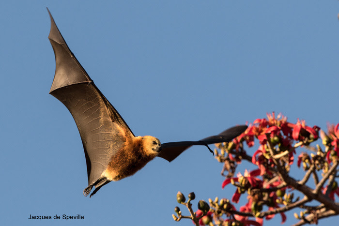 Mauritian Megabat Flying-foxes Fruit bat Mauritius