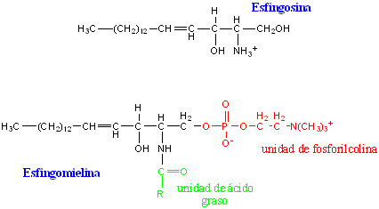 Ciencias de Joseleg: Esfingolipidos