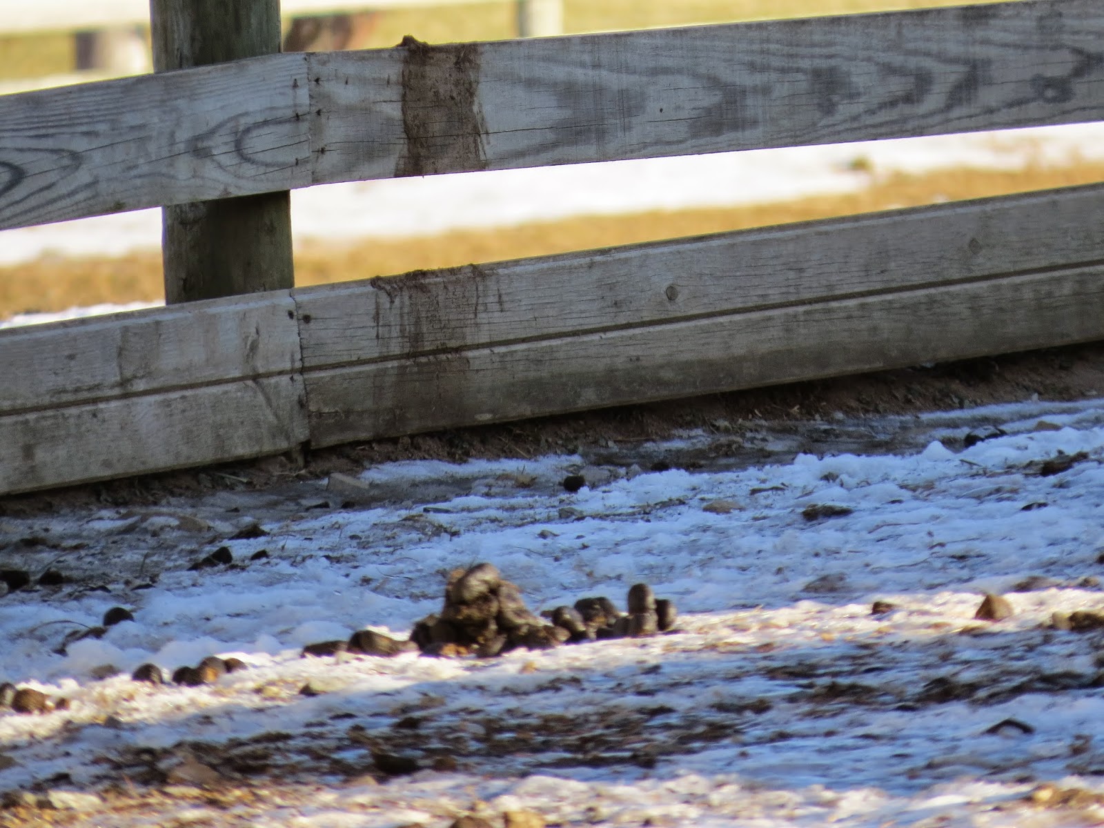 Frozen Poopsicles and Portion Control
