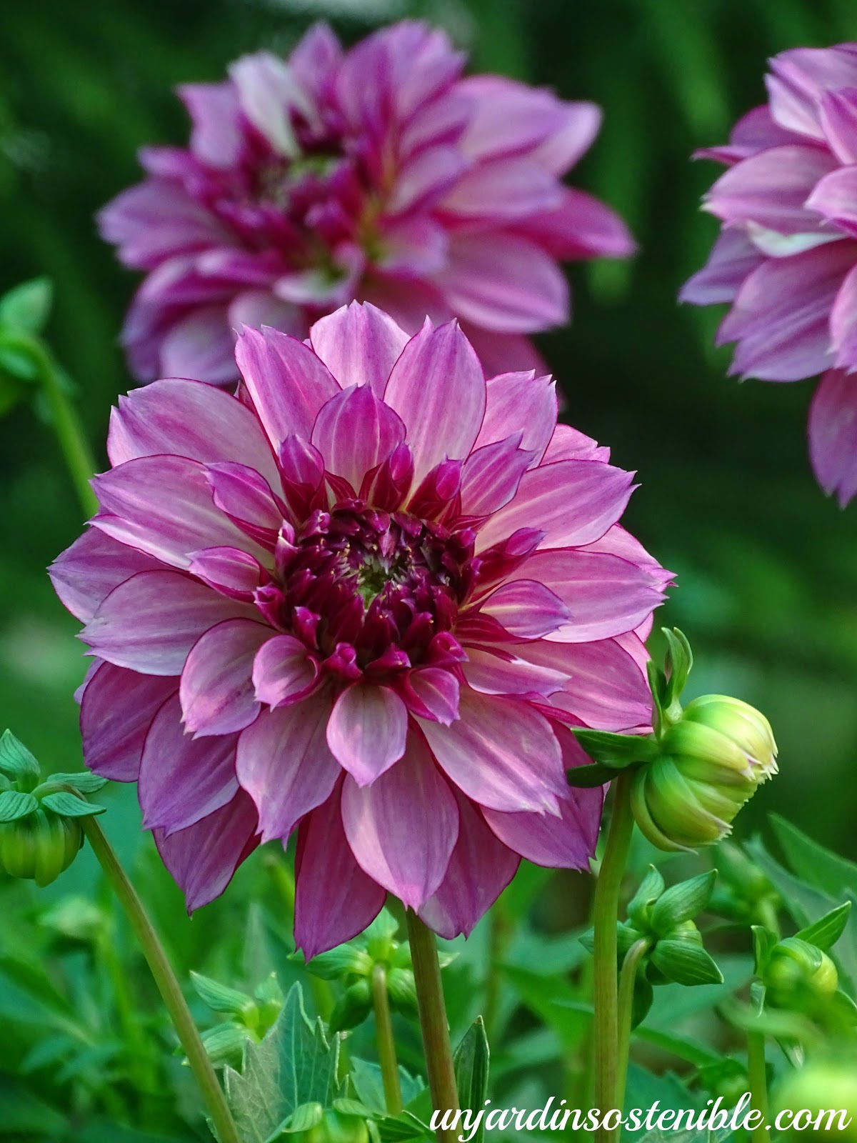 Dahlias (Dalia)
