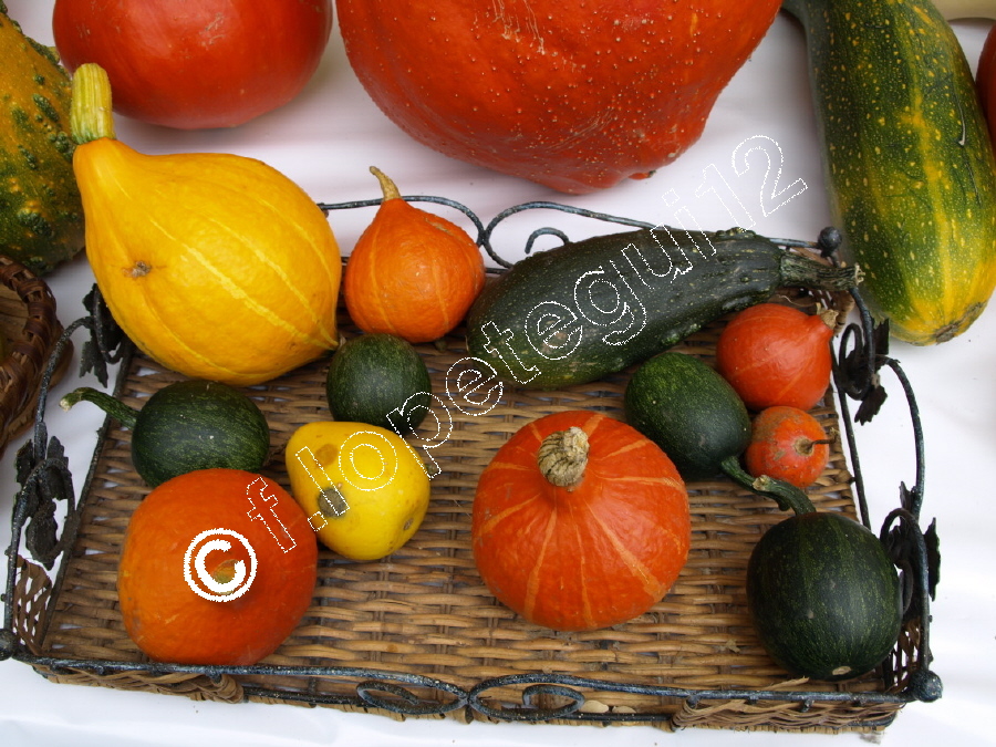 CAMINANDO: La Calabaza y la salud.