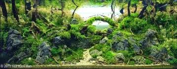 Keong Turbo / Zebra Snail - Aquascape