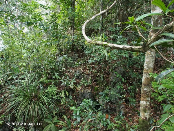The rainforests of Borneo & Southeast Asia: Back to limestone forest in ...