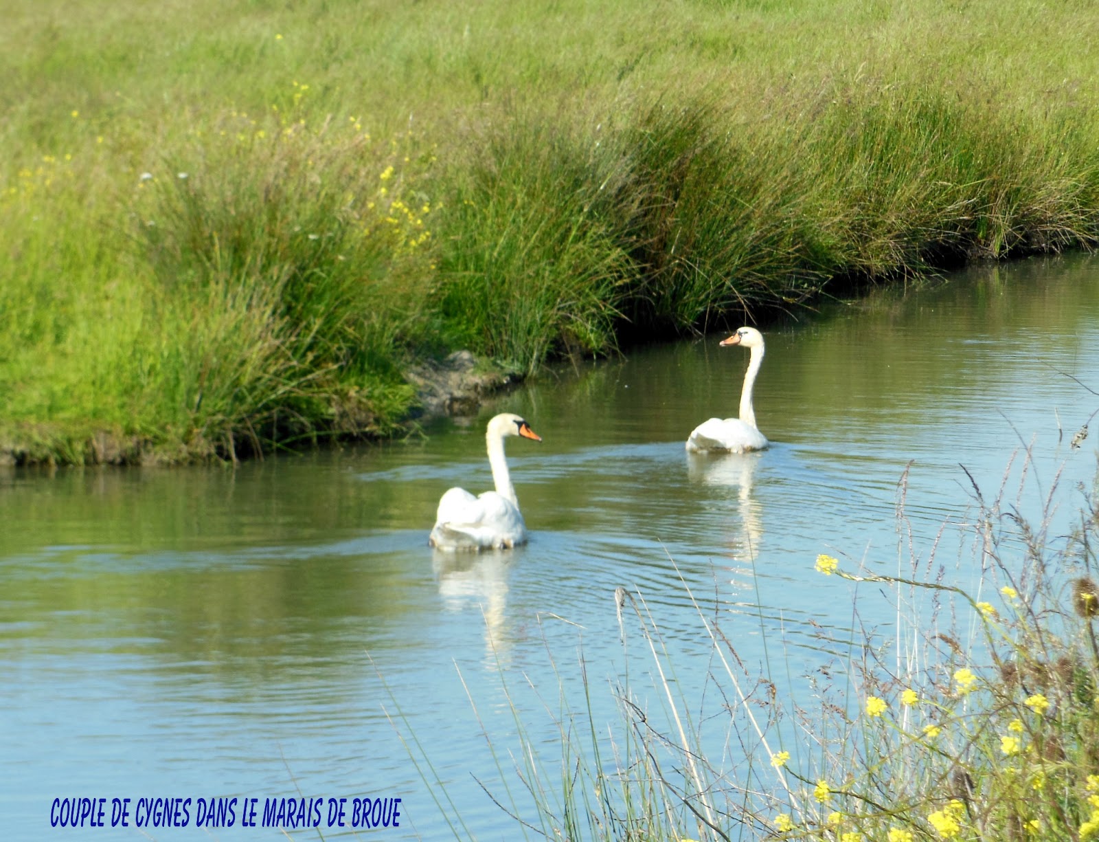LES MILLE-PATTES DE SAINTONGE: LA TOUR DE BROUE, LE GOLFE DE SAINTONGE ...