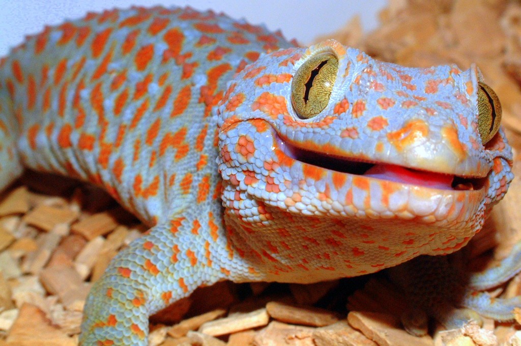 Buying Tokay Gecko: Buying Tokay Gecko (PHILIPPINE TUKO) 4 Pets ...
