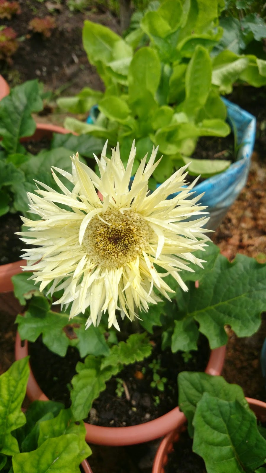 BUNGA-BUNGAAN DI KEBUN BELAKANG RUMAH - Rangkuman Cara Bertanam Lengkap