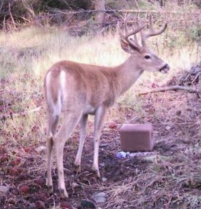Blog de chasse au chevreuil à l'arc: L'appâtage est un manque à l'éthique