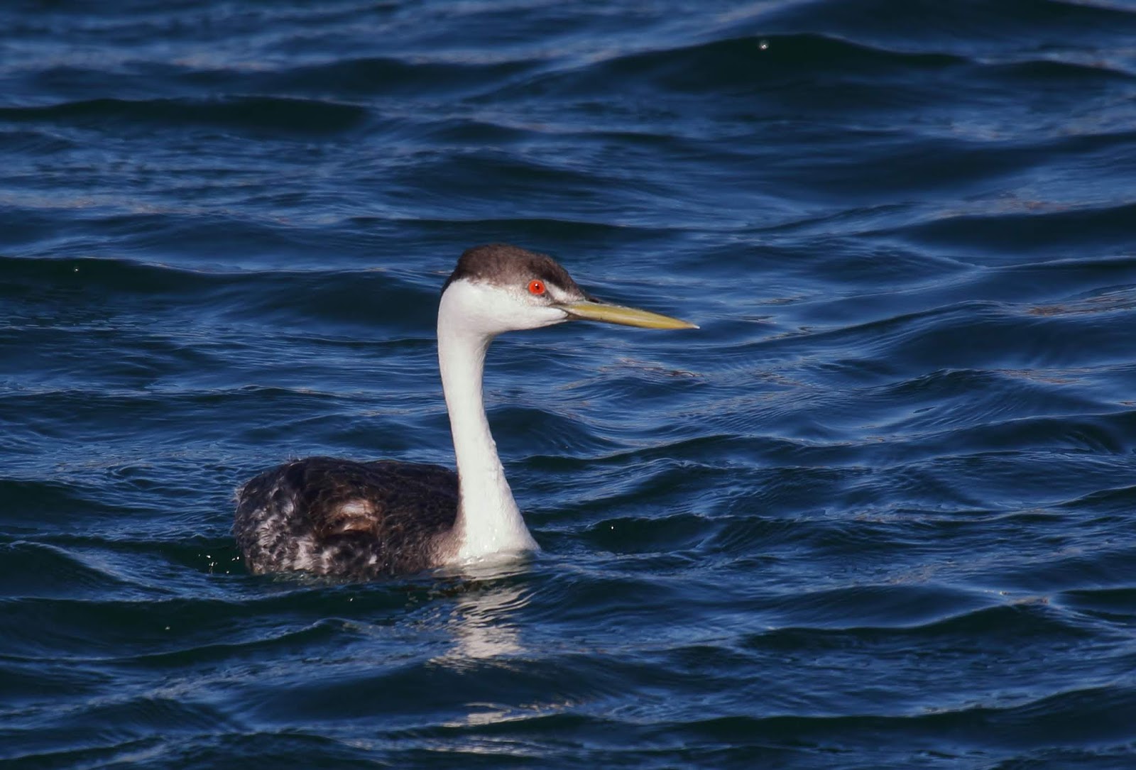 Western Grebes in San Diego Bay - Greg in San Diego