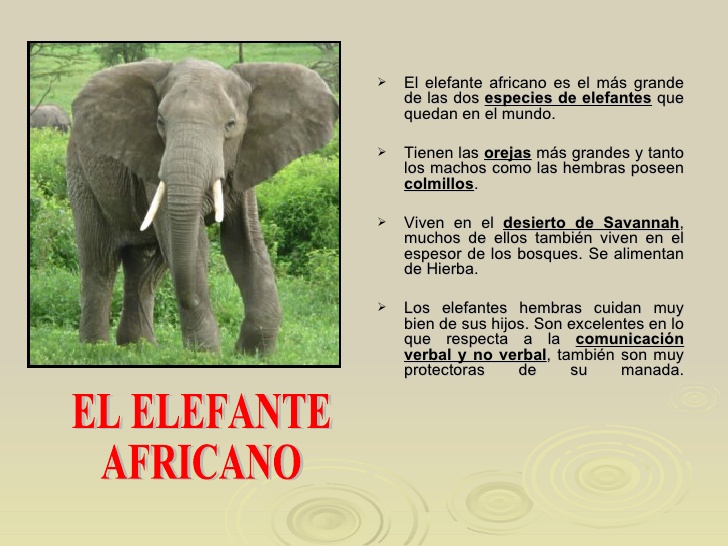 El Blog de Primaria: Elefante africano y elefante asiático