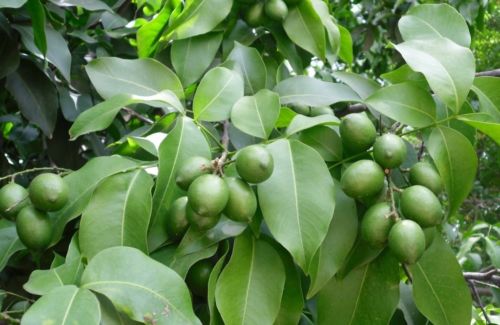 Santa Marta, sus especies vegetales : MAMÓN (Melicoccus bijugatus)