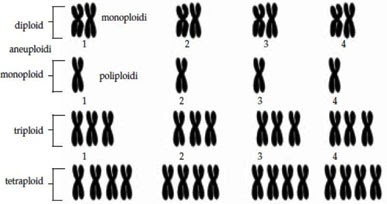 Macam - Macam Mutasi Kromosom Mutasi Gen dan Sebab Terjadinya Mutasi ...