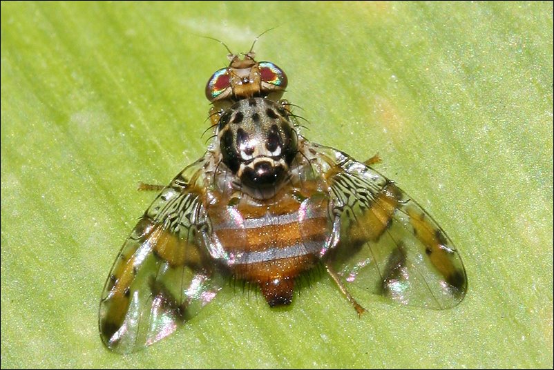 Ceratitis capitata,la femelle!