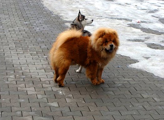 ROMEDICINE: Songshi-quan (the fluffy lion-dog)