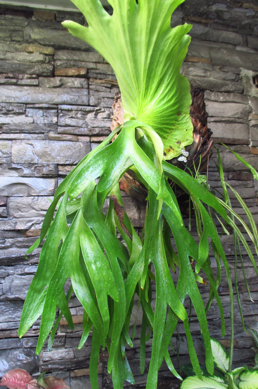 Garden Chronicles of James David: Staghorn Fern - Update
