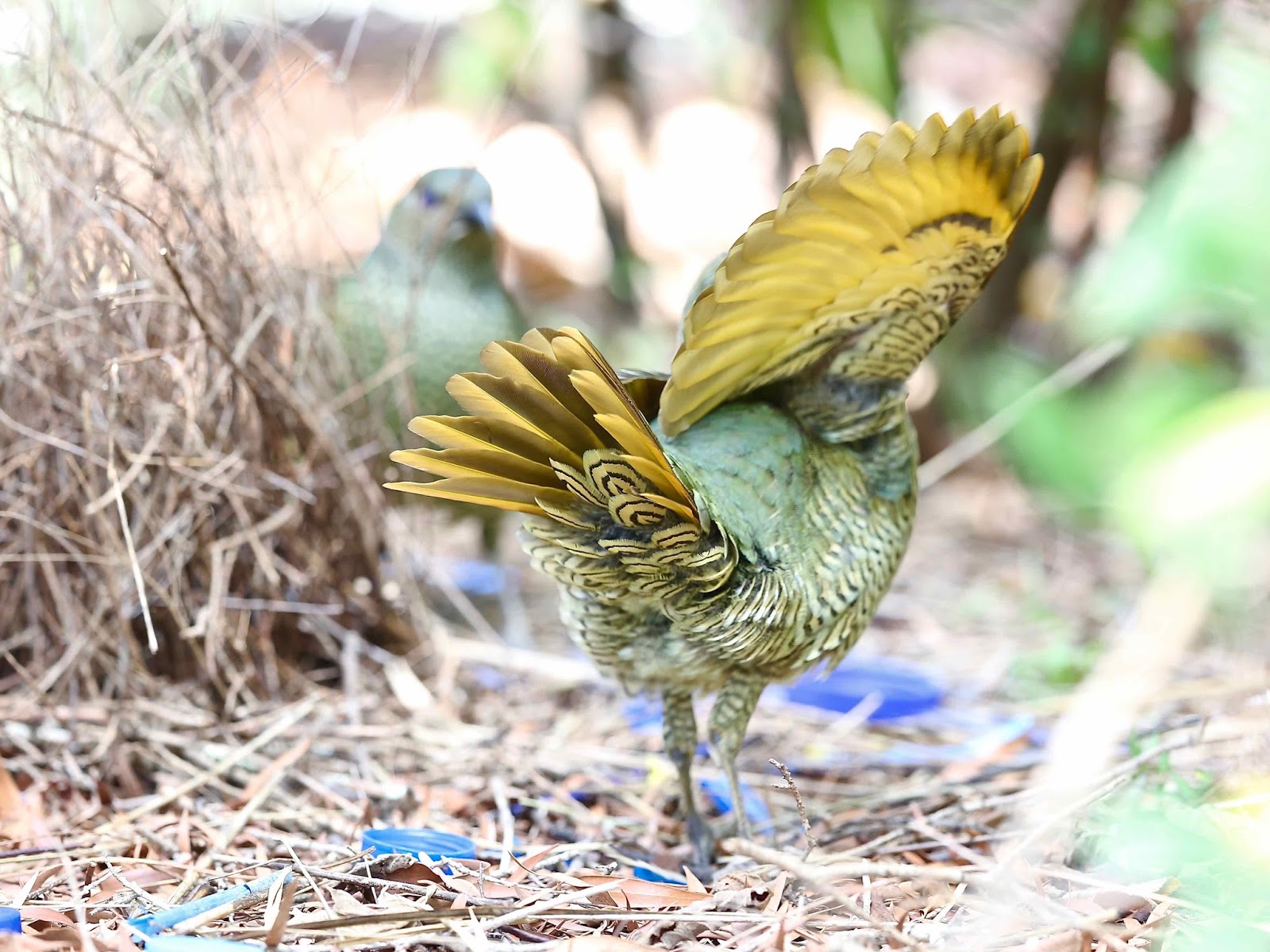Avithera: Satin Bowerbirds