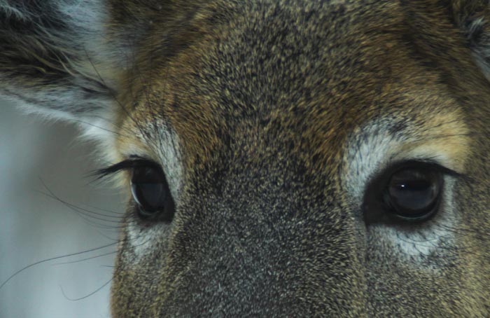 All of Nature: Deer Survival Strategies