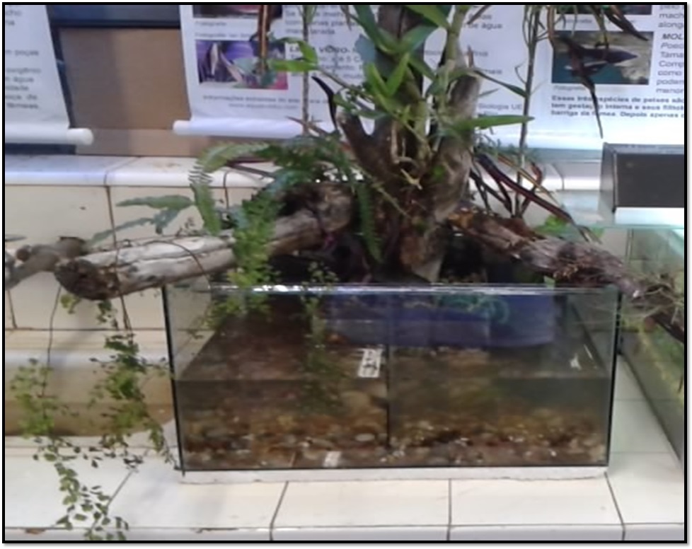 PIBID da Biologia Londrina: PALUDÁRIO E AQUATERRÁRIO!