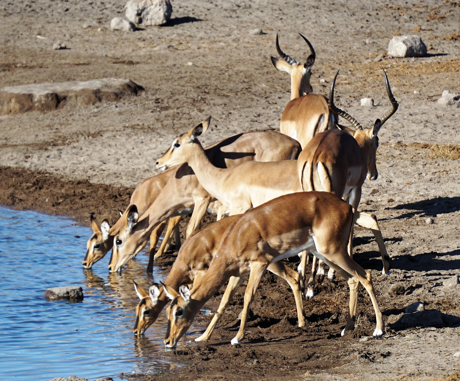 Souvenir Chronicles: NAMIBIA: FROM ETOSHA NATIONAL PARK'S HALALI LODGE ...