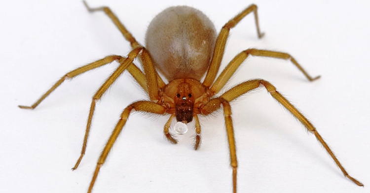 EMS SOLUTIONS INTERNATIONAL by @DrRamonReyesMD marca registrada: ARAÑA ...