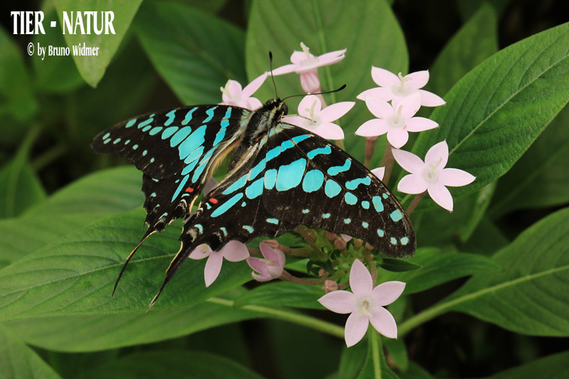 Gestreifter Schwertschwanz, (Graphium antheus)