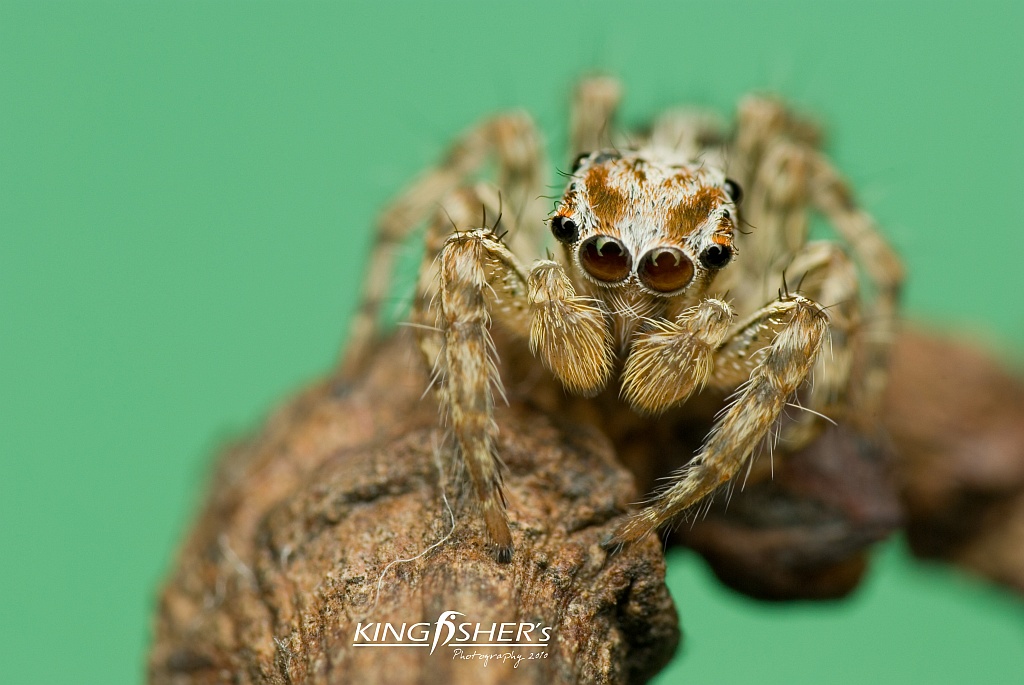 King Fisher: Rhythm of Nature - Just Spiders