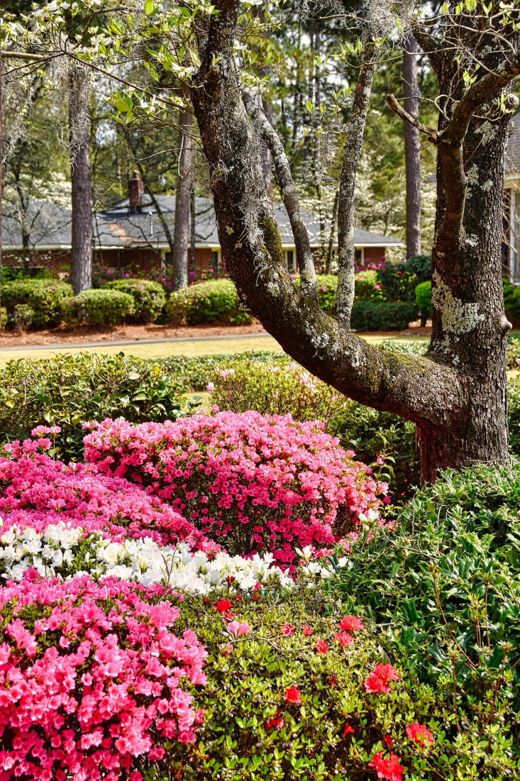 Royal Town Rambles: The Splendor of a Southern Spring