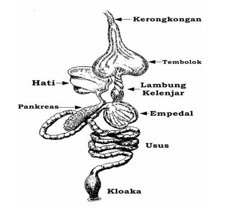Burung Kuntul Kerbau