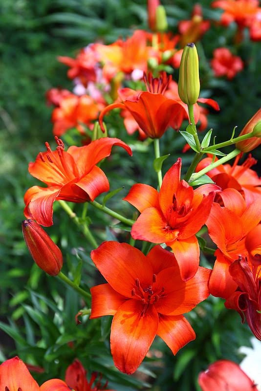 Hybrid lilies ~ Stunning nature