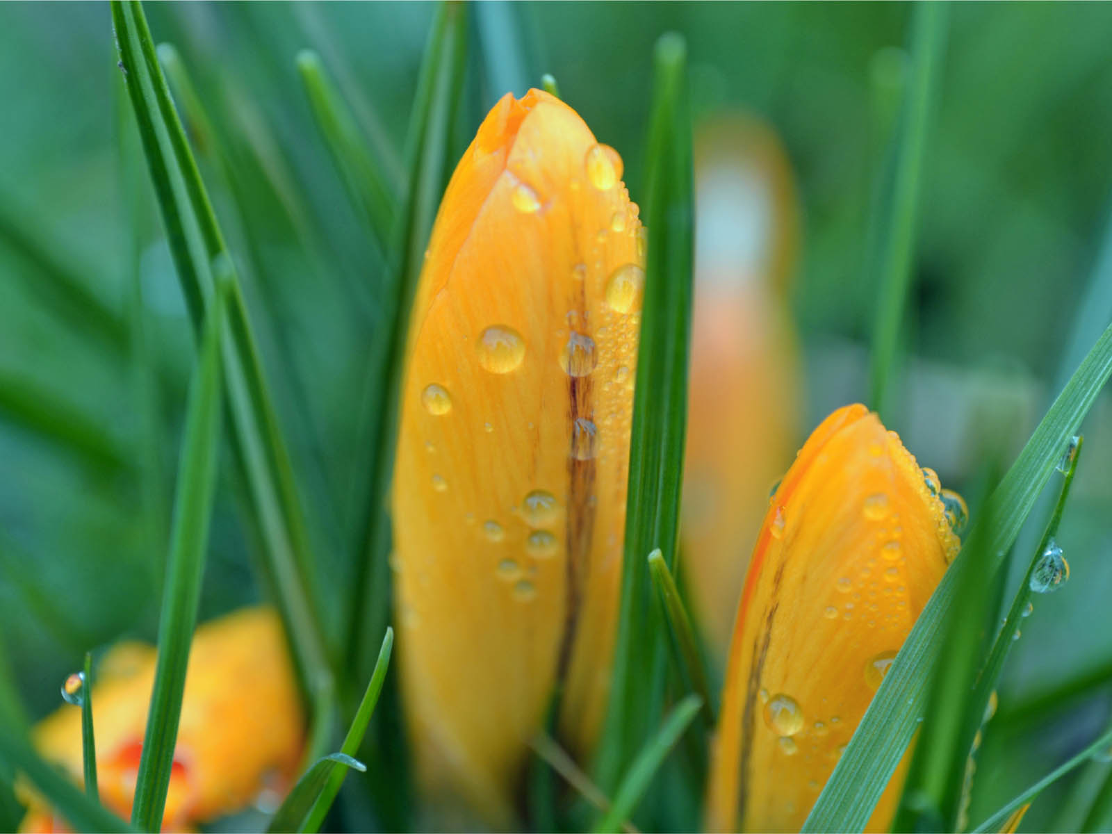 XS Wallpapers HD: Spring Drops Wallpapers