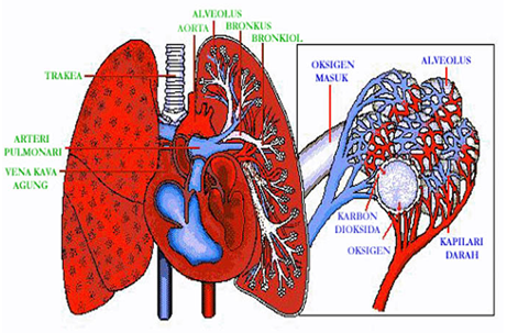 Kesehatan hidup: Pengobatan Kanker Paru-paru