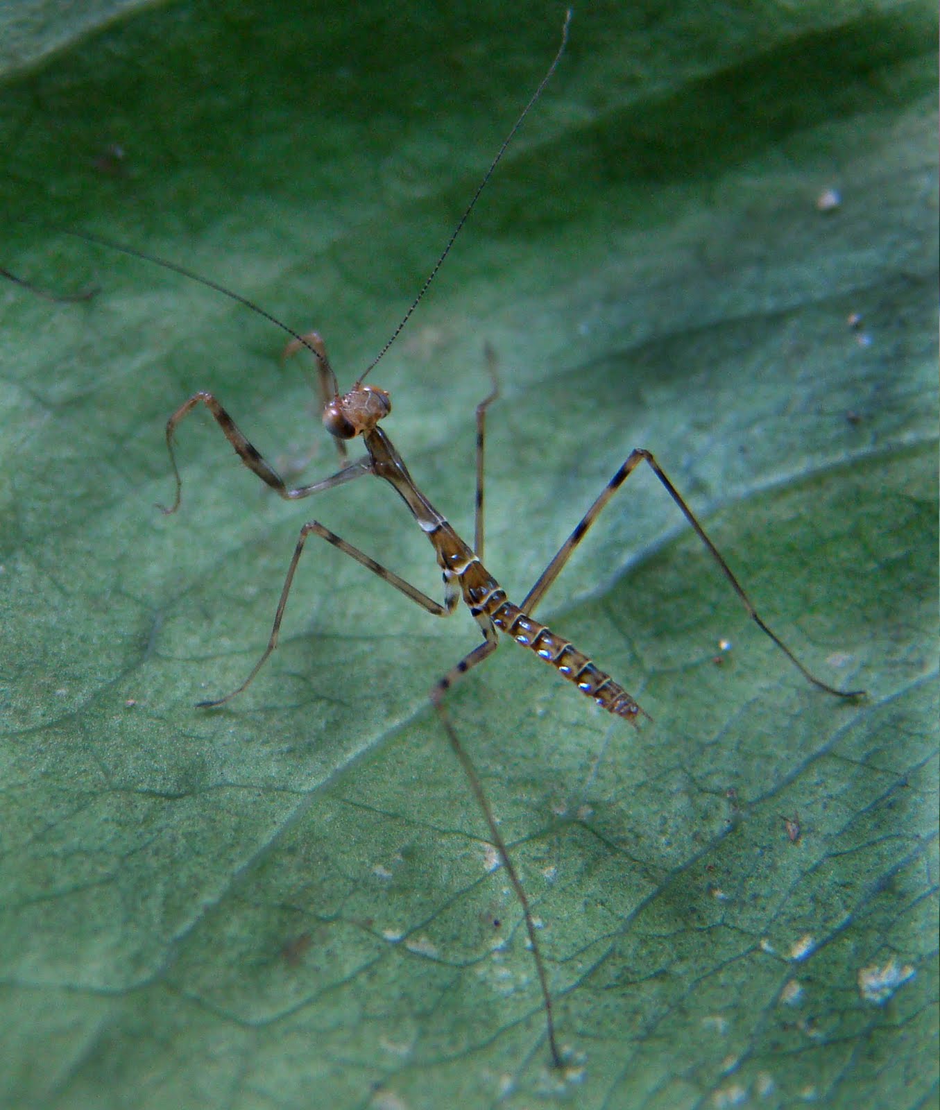Insects of Kerala: PRAYING MANTIS-3