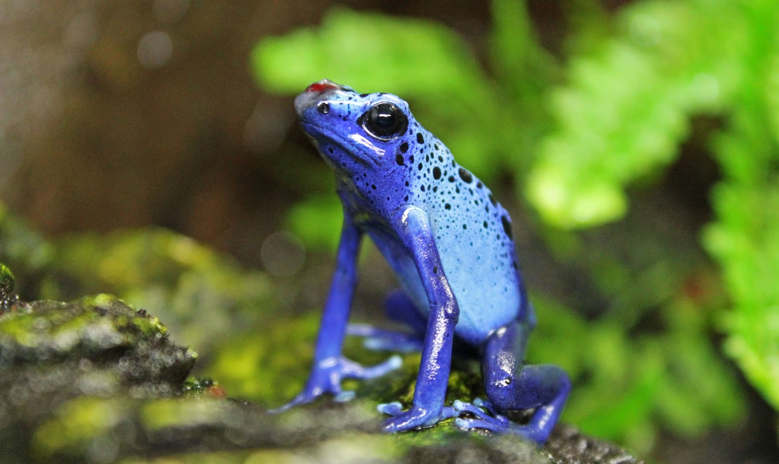 CRA QUERCUS: LOS ANIMALES