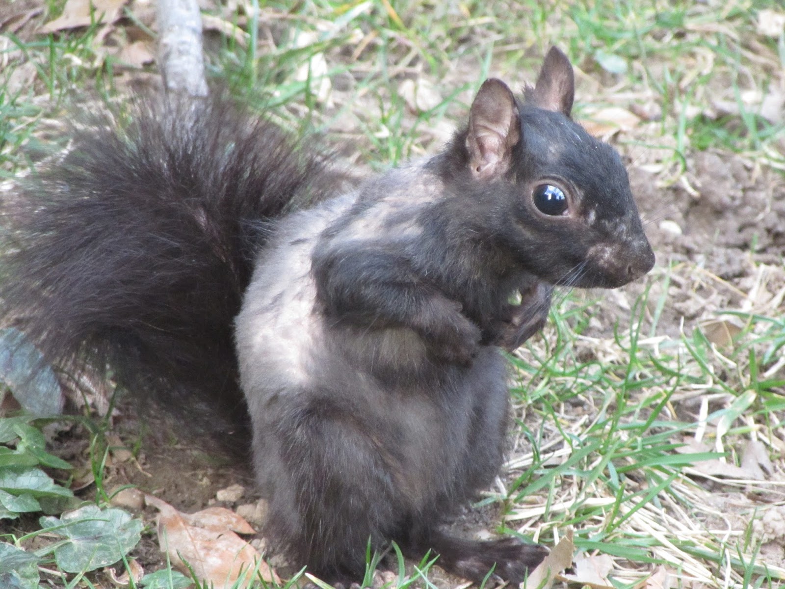 The New York Squirrel: Pinky: Son of Spunky
