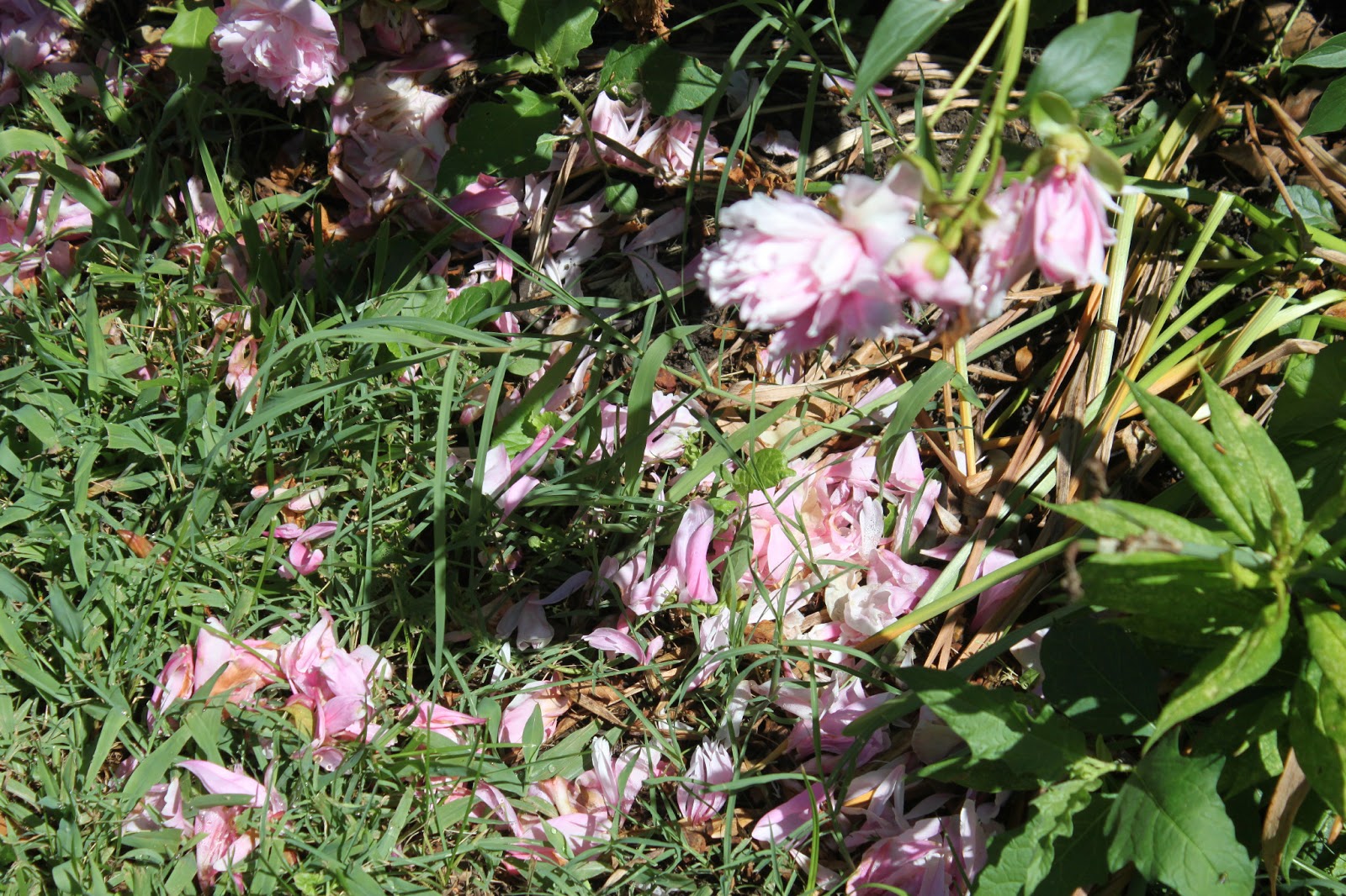 Pat's Addition: Peony Patch Glory