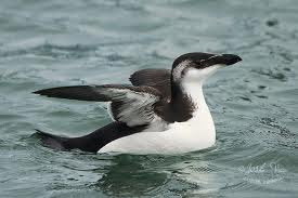 Animais no Mundo: Torda Mergulheira