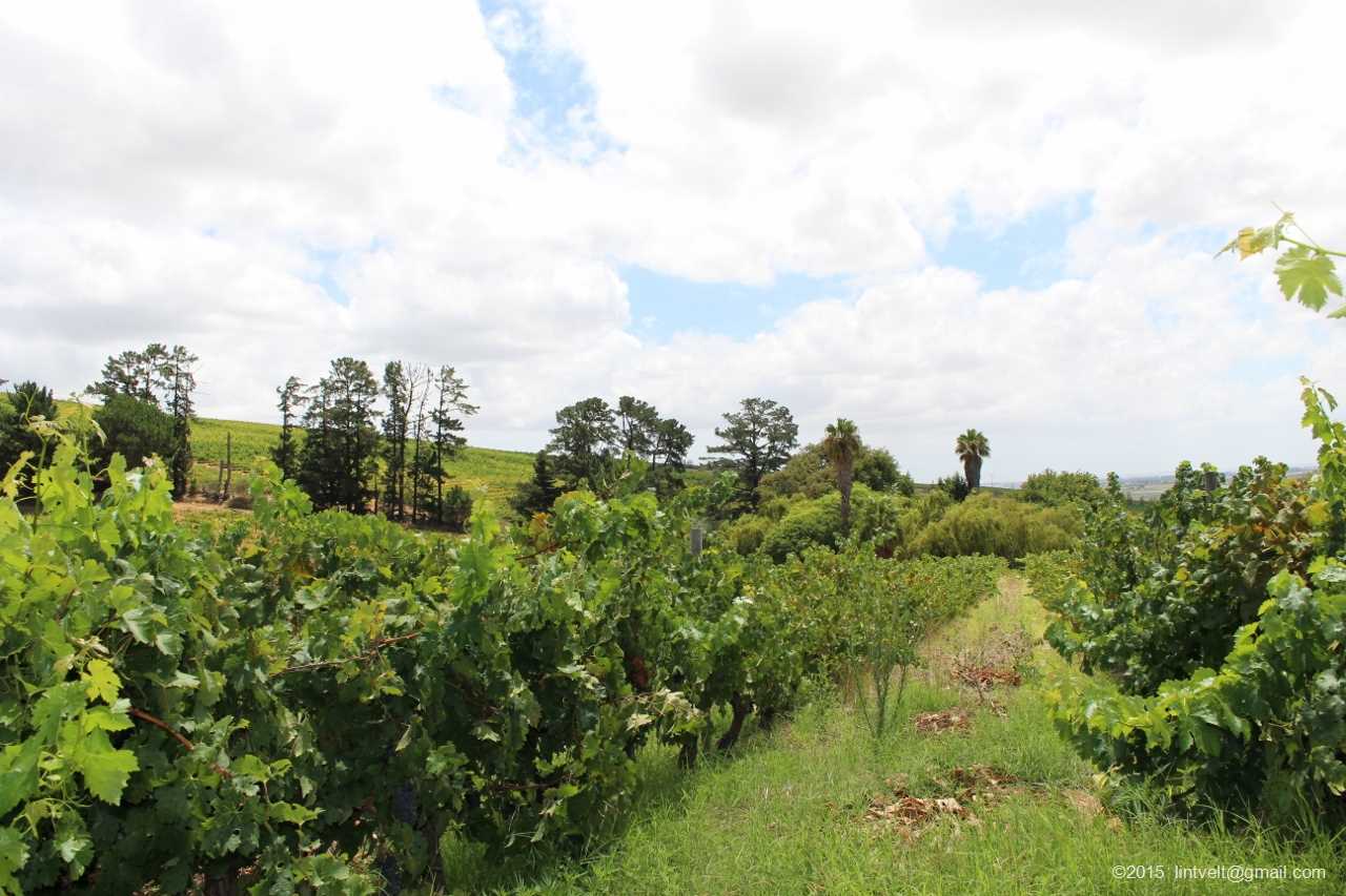 Fort Simon Wine Estate - WineTourismZA South Africa