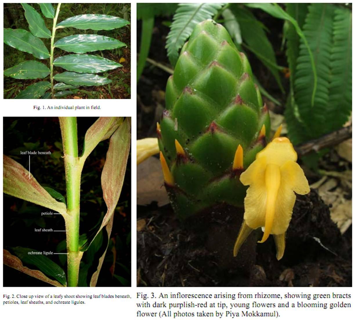 Species New to Science: [Botany • 2007] ขิงภูเมี่ยง | Zingiber ...