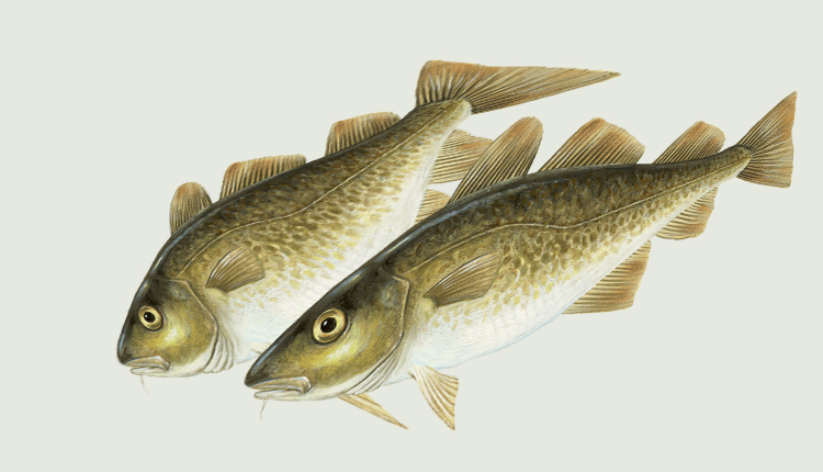 Lebih Jauh Mengenal Ikan Kod, Apa Manfaatnya? - Postingan Pertama ...