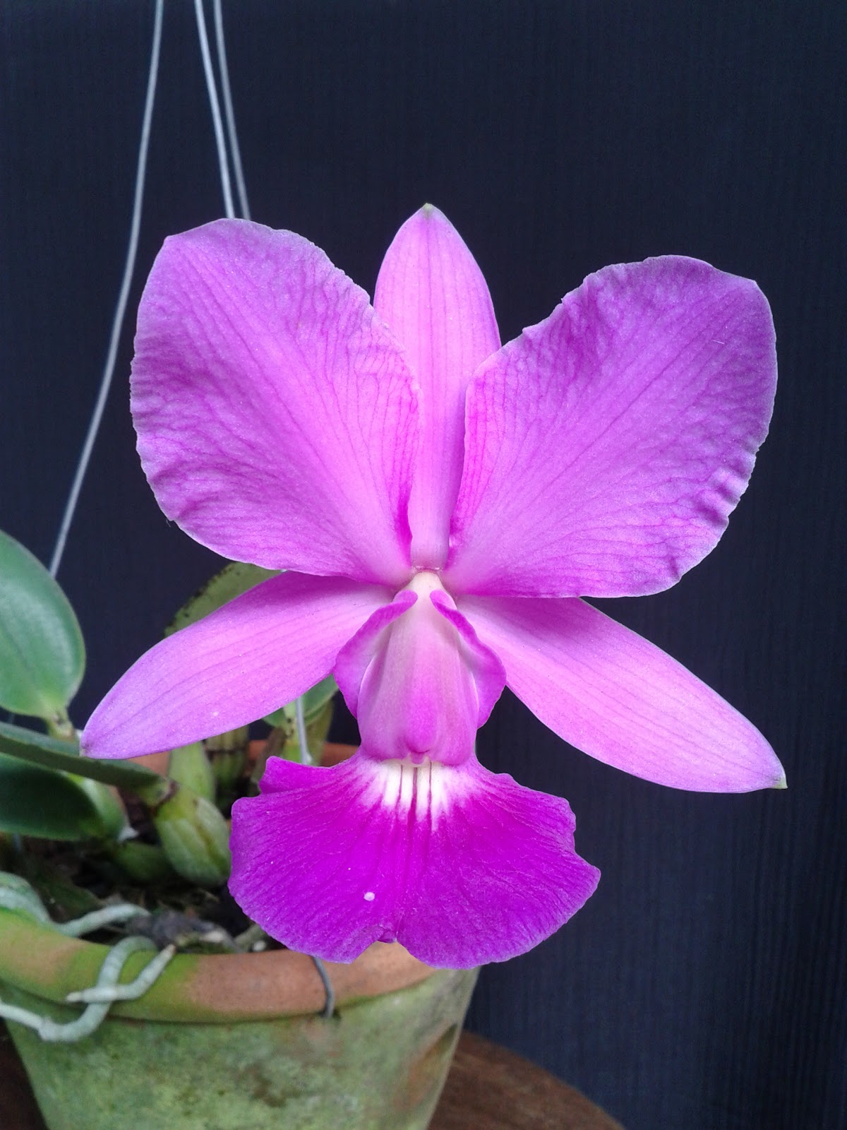 ORQUIDEAS: Cattleya walkeriana tipo