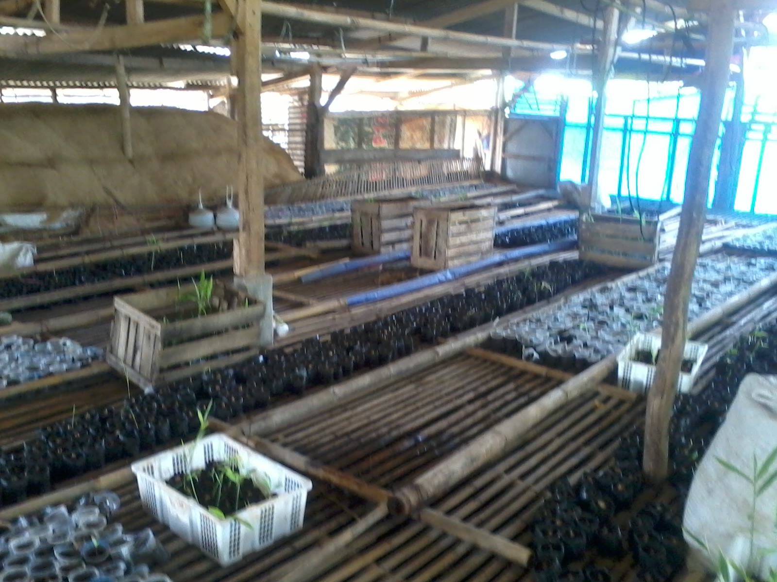 Benih Tanaman yang Disemai dan yang Tidak di Semai | Pertanian Indonesia