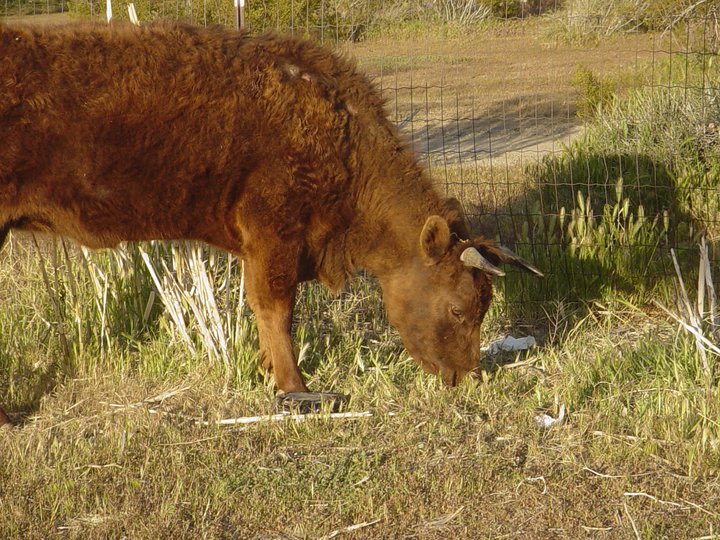Starting a small scale cattle operation: